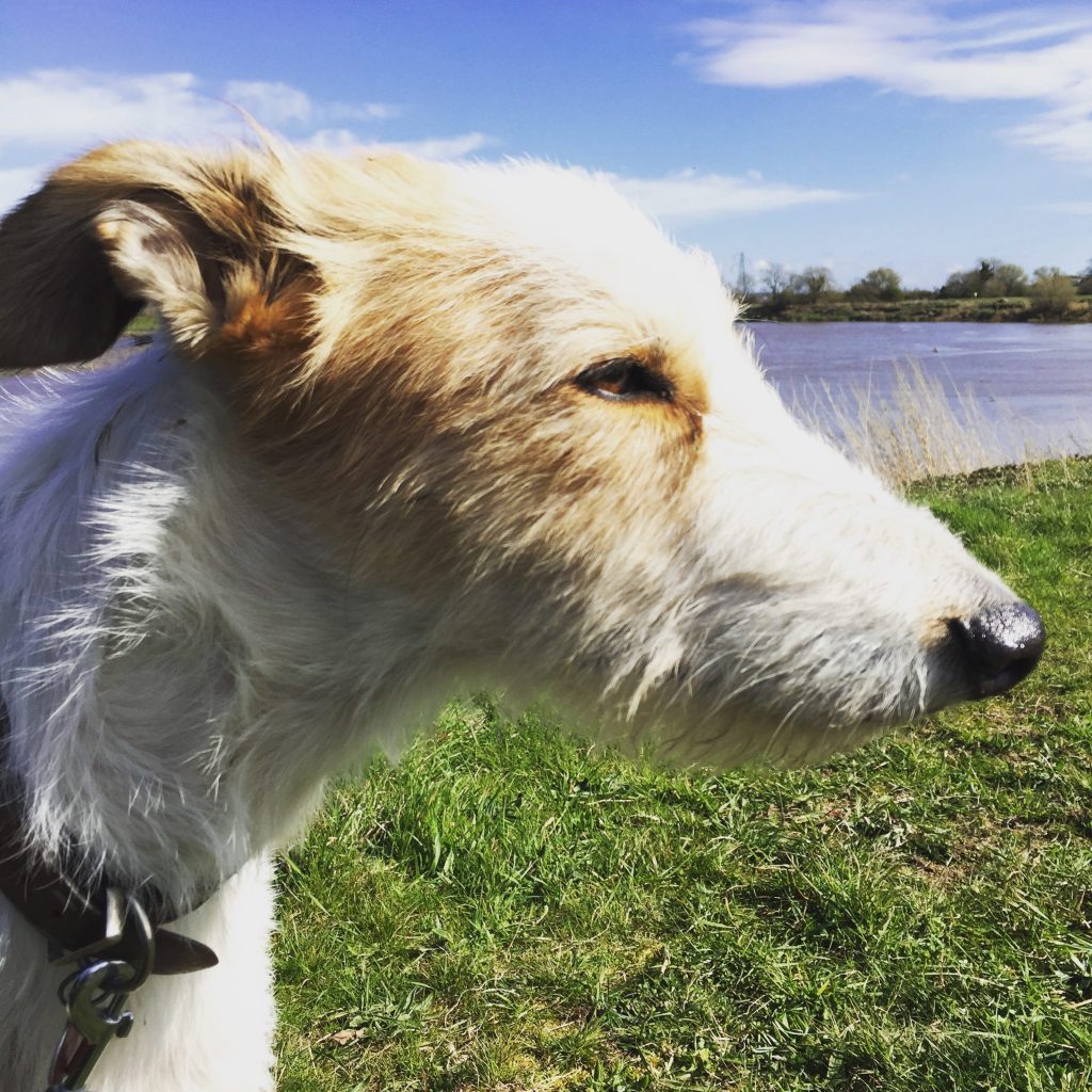 Dog friendly glamping - The Glamping Orchard